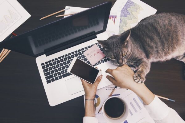 8 Surprising Things That Stress Cats Out | Great Pet Care