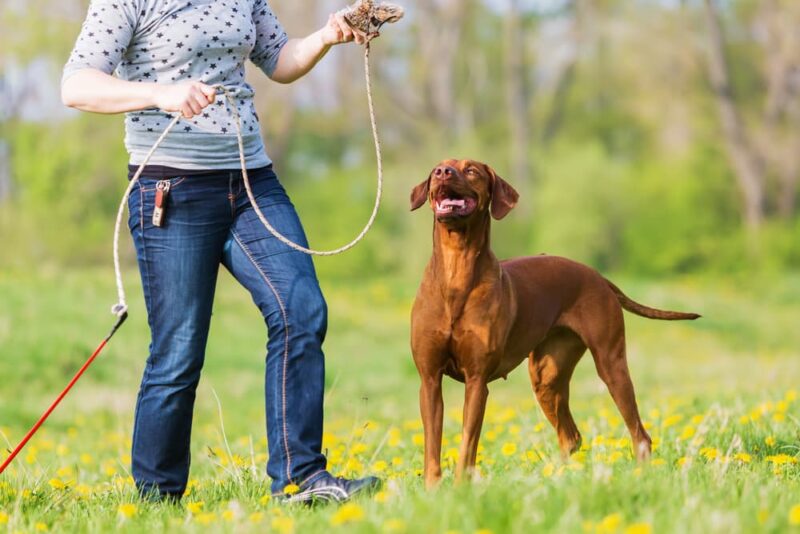 9 Simple Ways to Bond With Your Dog at Home | Great Pet Care