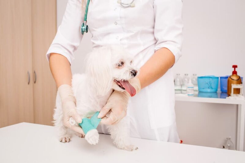 Paw Swelling in Dogs | Great Pet Care