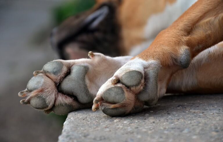 Paw Swelling in Dogs | Great Pet Care
