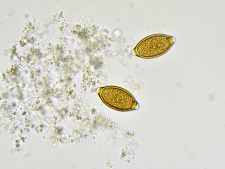 Whipworms in Dogs | Great Pet Care