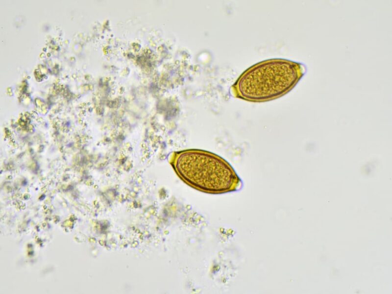 Whipworms in Dogs | Great Pet Care