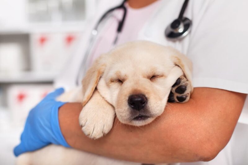 Whipworms in Dogs | Great Pet Care