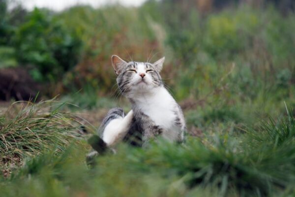 All About Dandruff in Cats | Great Pet Care