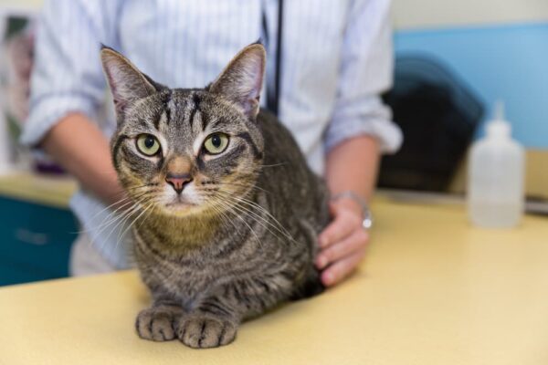 Anemia in Cats | Great Pet Care