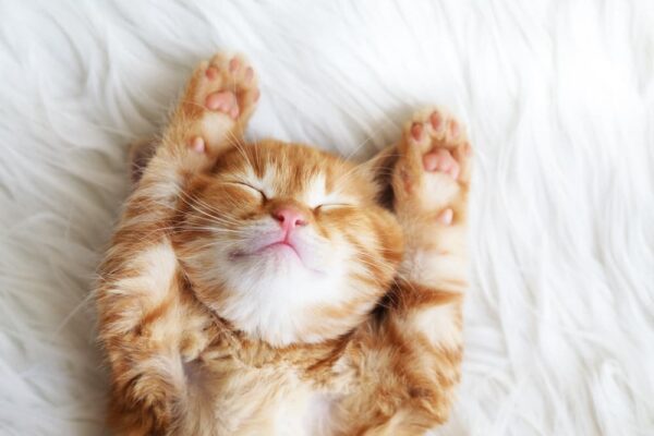 Do Cats Sweat? | Great Pet Care