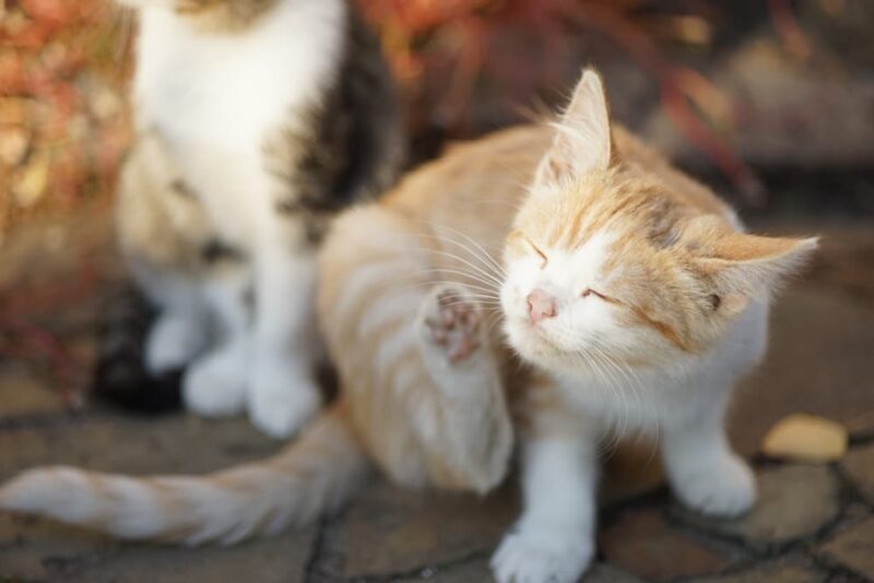 Anemia in Cats | Great Pet Care