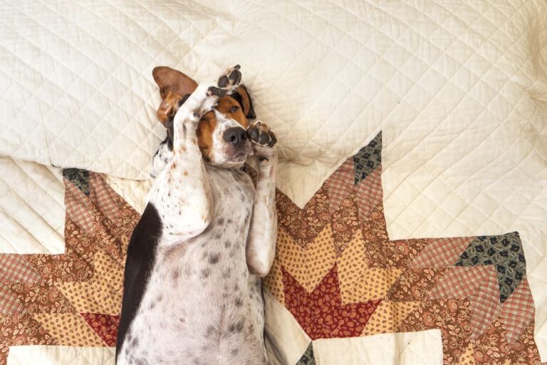 Anaplasmosis in Dogs | Great Pet Care