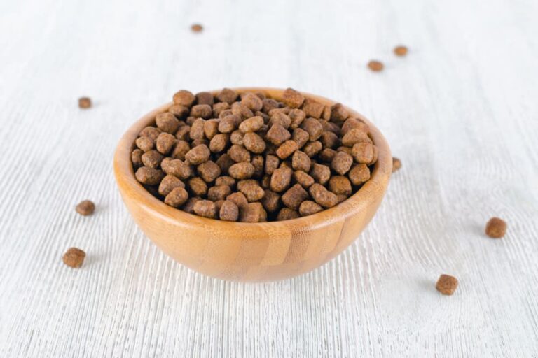 DCM and Dog Food: What You Should Know | Great Pet Care