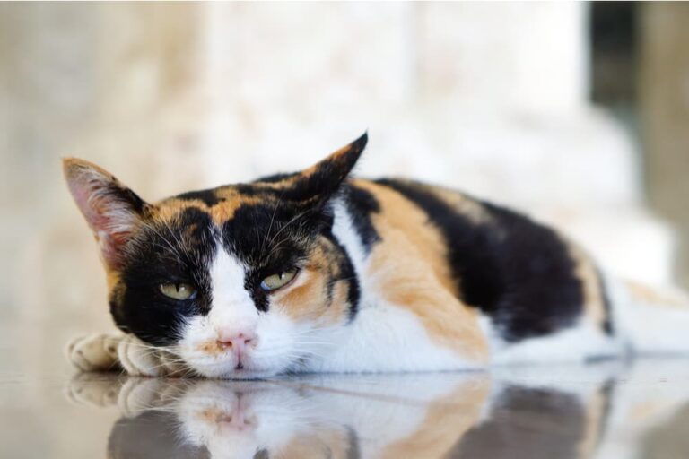 Anemia in Cats | Great Pet Care