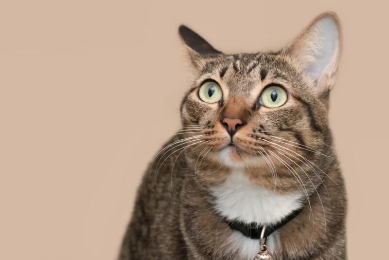 Coronavirus in Cats | Great Pet Care