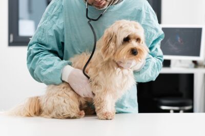 Anaplasmosis in Dogs | Great Pet Care
