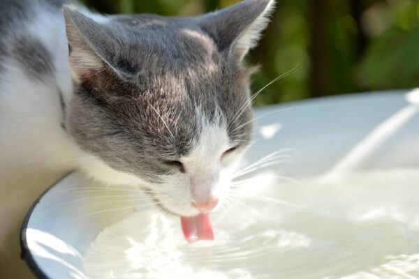 Do Cats Sweat? | Great Pet Care