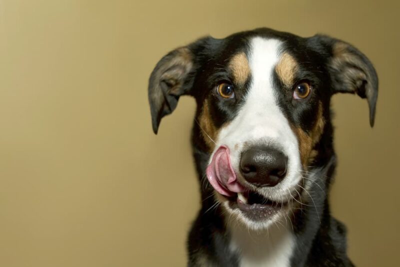 DCM and Dog Food: What You Should Know | Great Pet Care