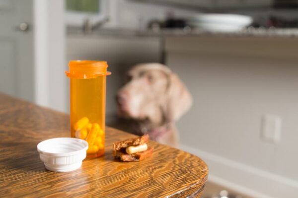 Anaplasmosis in Dogs | Great Pet Care