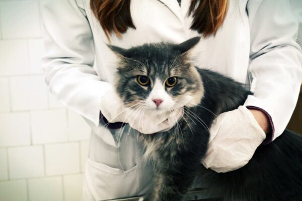 Anemia in Cats | Great Pet Care