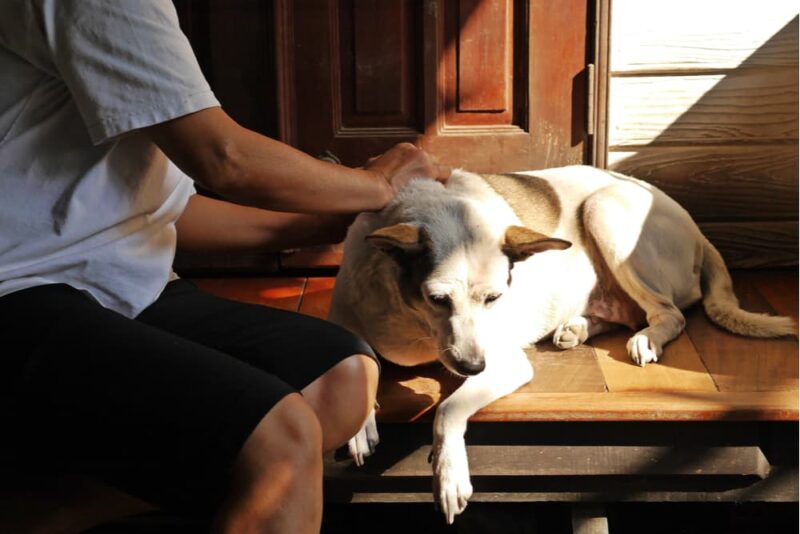 Anaplasmosis in Dogs | Great Pet Care