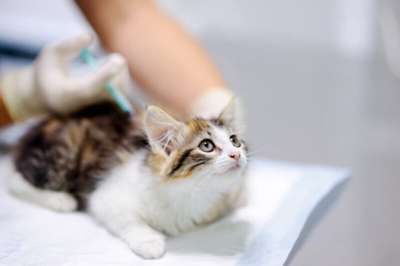FVRCP Vaccine for Cats | Great Pet Care