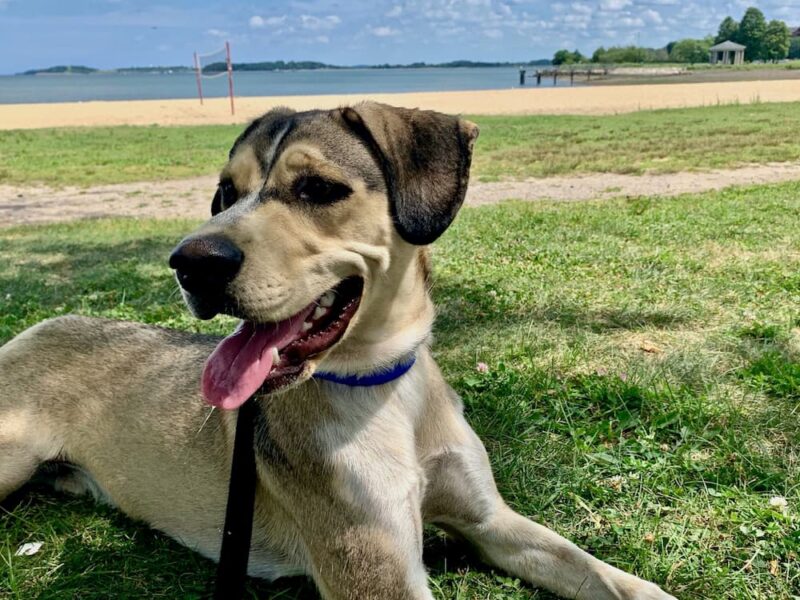 How to Foster a Pet: Everything You Need to Get Started | Great Pet Care