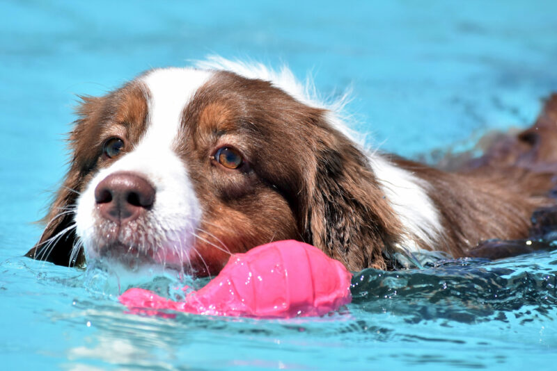 How to Teach a Dog to Swim | Great Pet Care