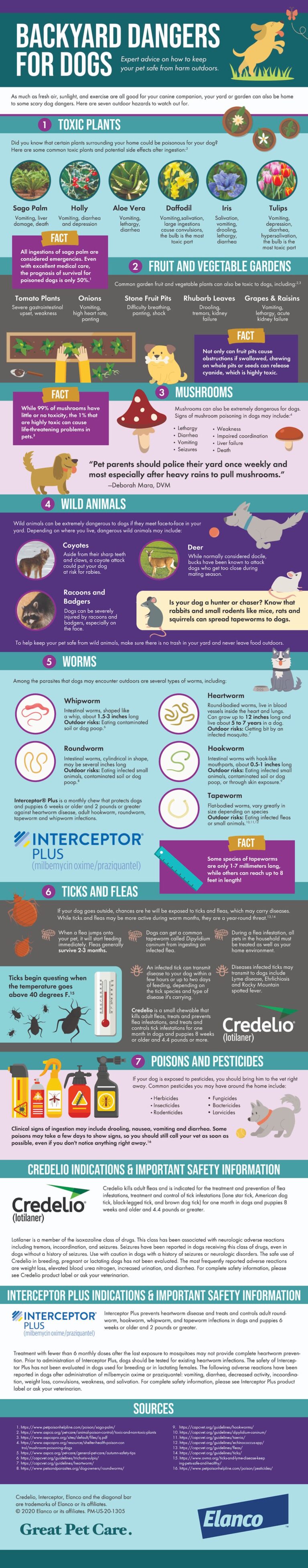 9 Backyard Dangers for Dogs You Should Know About | Great Pet Care