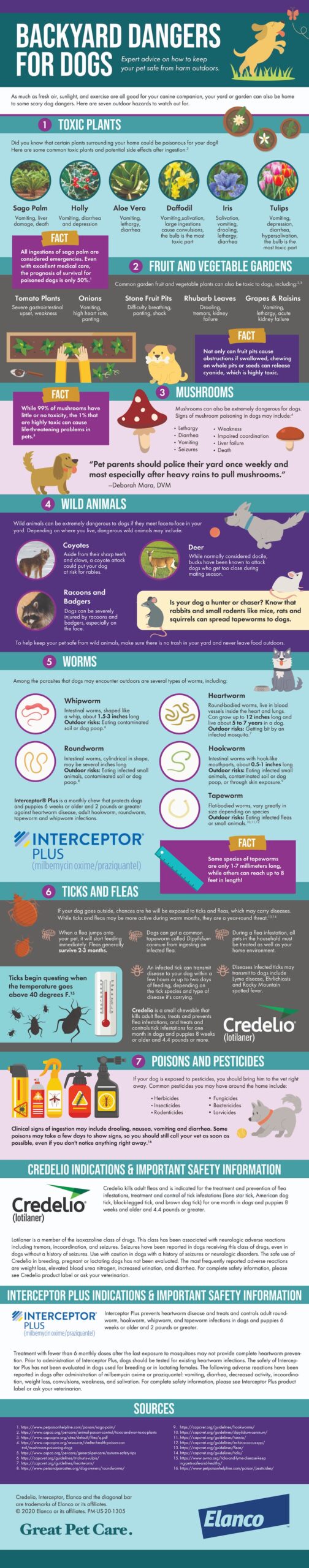 9 Backyard Dangers for Dogs You Should Know About | Great Pet Care