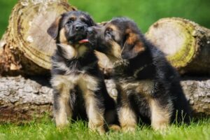 Littermate Syndrome in Dogs: What to Know | Great Pet Care