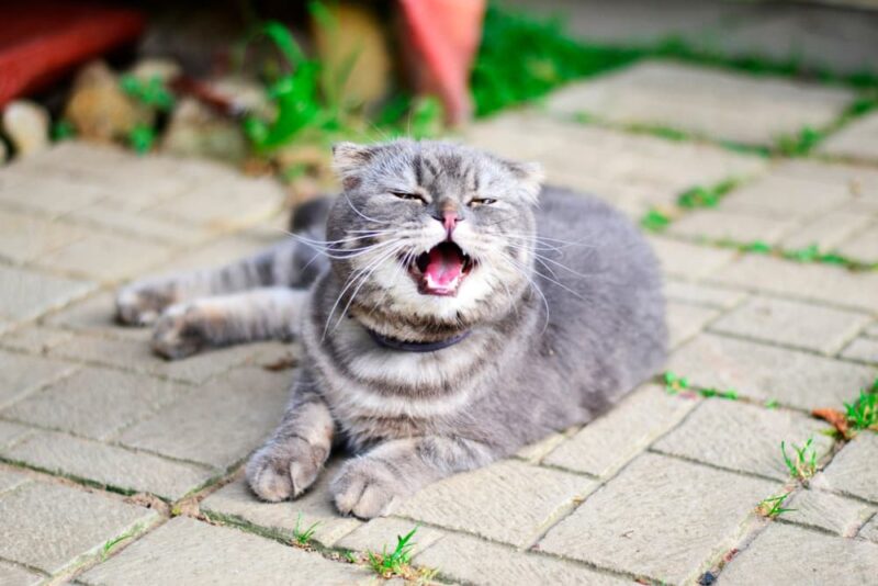 Warbles in Cats | Great Pet Care