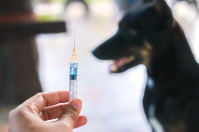 Rabies Vaccine for Dogs | Great Pet Care