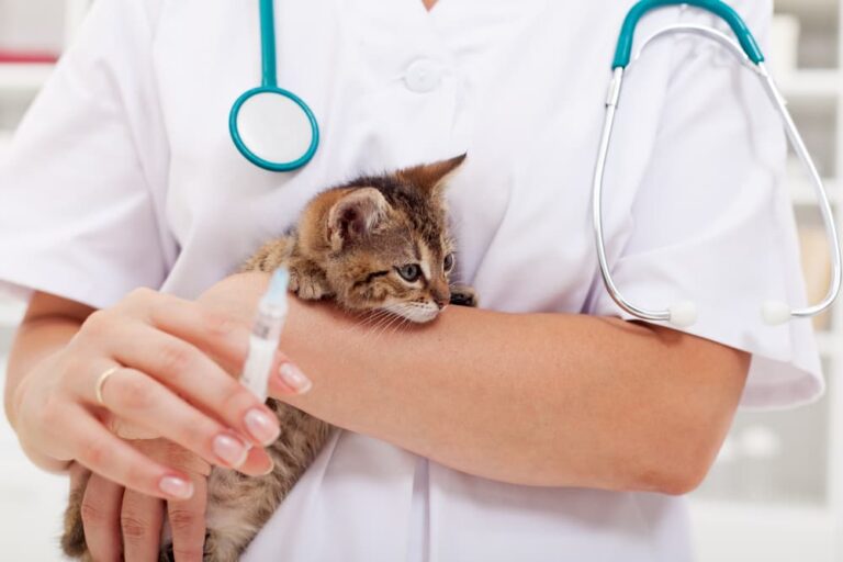 FVRCP Vaccine for Cats | Great Pet Care