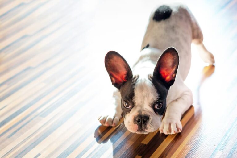 9 Creative Ways to Keep Pets Busy at Home | Great Pet Care