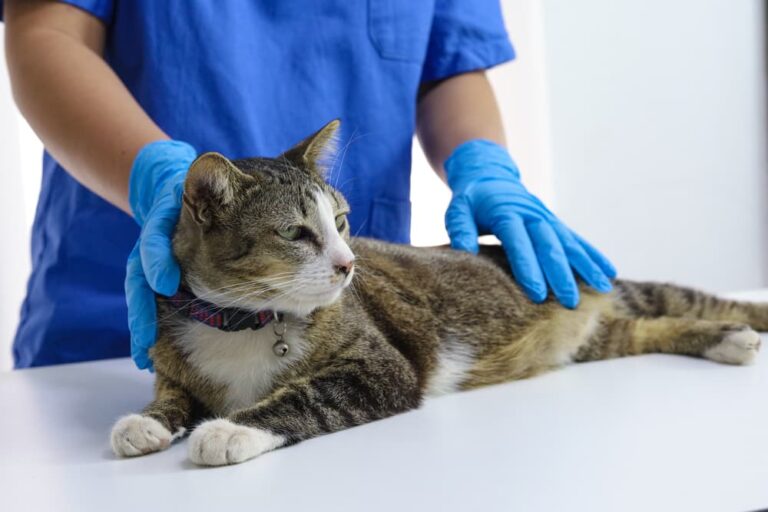 Warbles in Cats | Great Pet Care