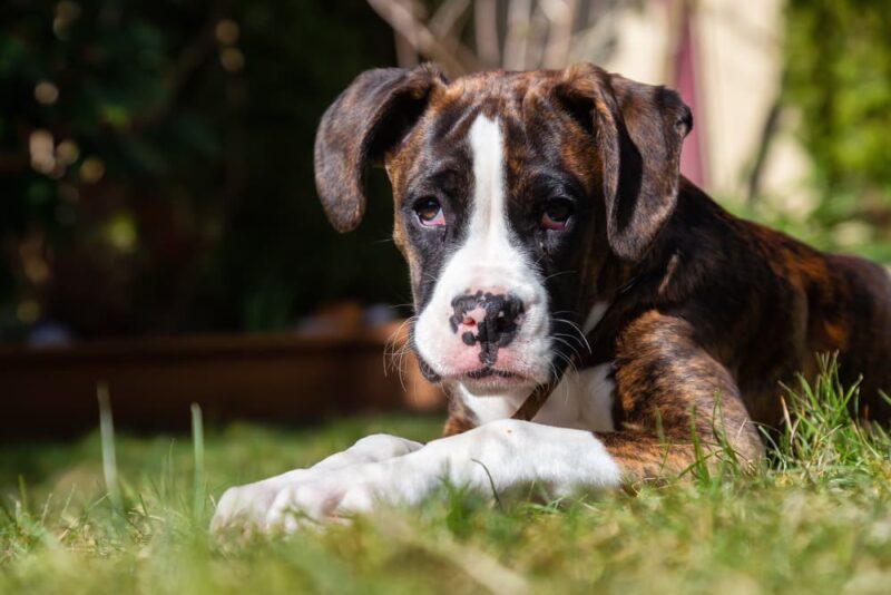 Histiocytoma in Dogs | Great Pet Care