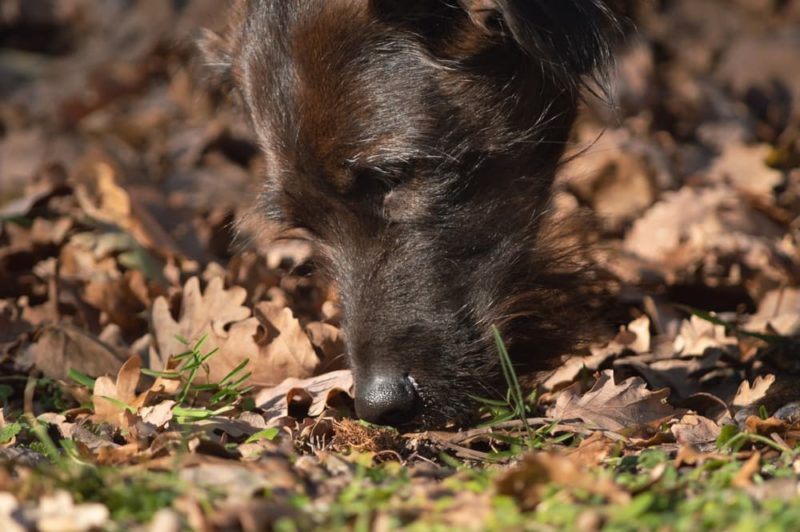 Tapeworms in Dogs | Great Pet Care