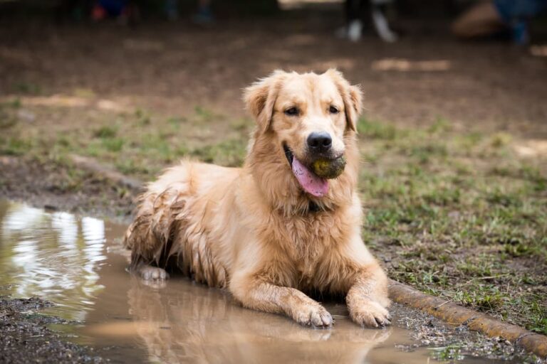 How Often Should You Bathe Your Dog? | Great Pet Care