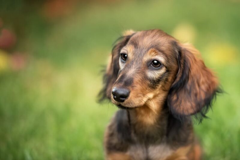 Histiocytoma in Dogs | Great Pet Care