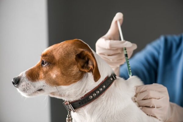 DHPP Vaccine for Dogs | Great Pet Care