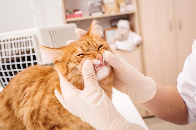 Stomatitis in Cats | Great Pet Care