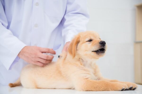 DHPP Vaccine for Dogs | Great Pet Care