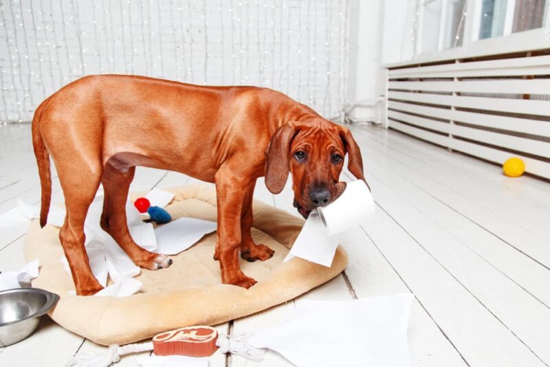 16 Ways to Recognize Stress in Dogs | Great Pet Care