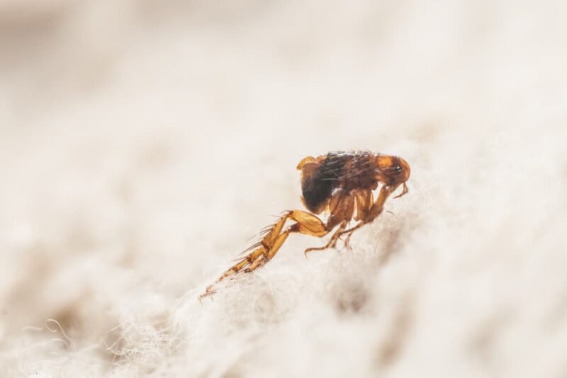 Do Fleas Fly? | Great Pet Care