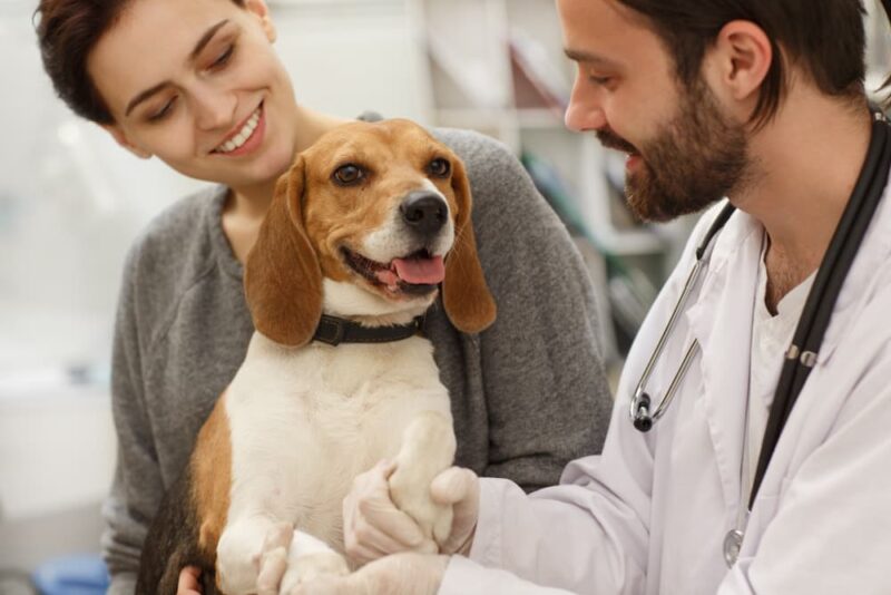 16 Ways to Recognize Stress in Dogs | Great Pet Care