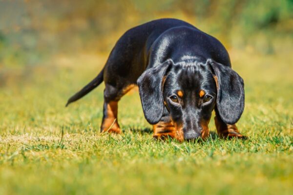 DHPP Vaccine for Dogs | Great Pet Care