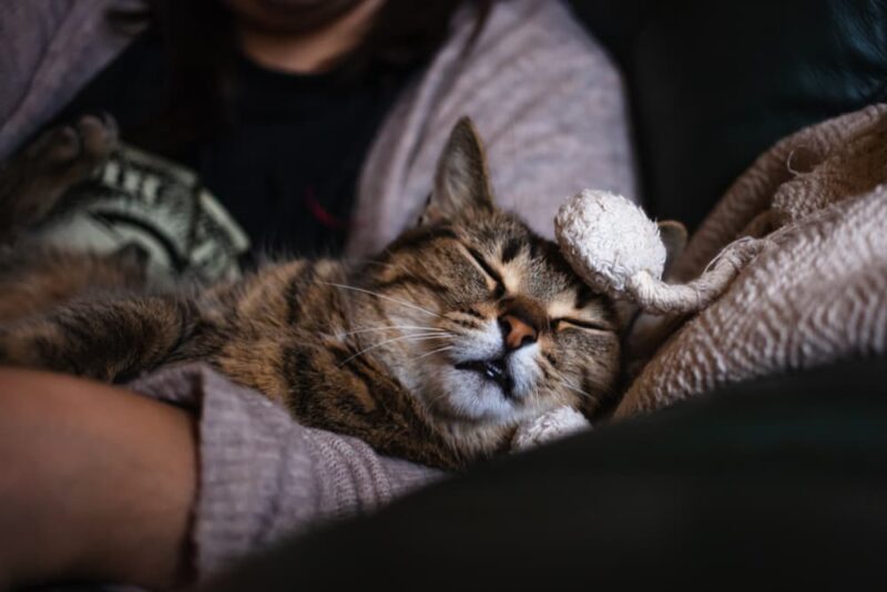 Why Does My Cat Sleep on Me? | Great Pet Care