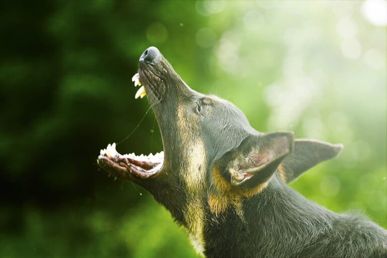 Dog Body Language Guide | Great Pet Care