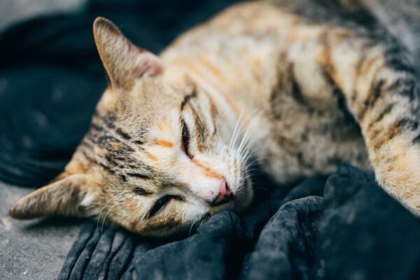 Liver Disease in Cats | Great Pet Care