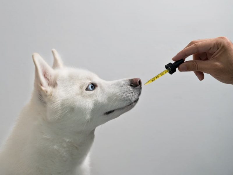 CBD for Pets: Benefits, Uses, Considerations | Great Pet Care