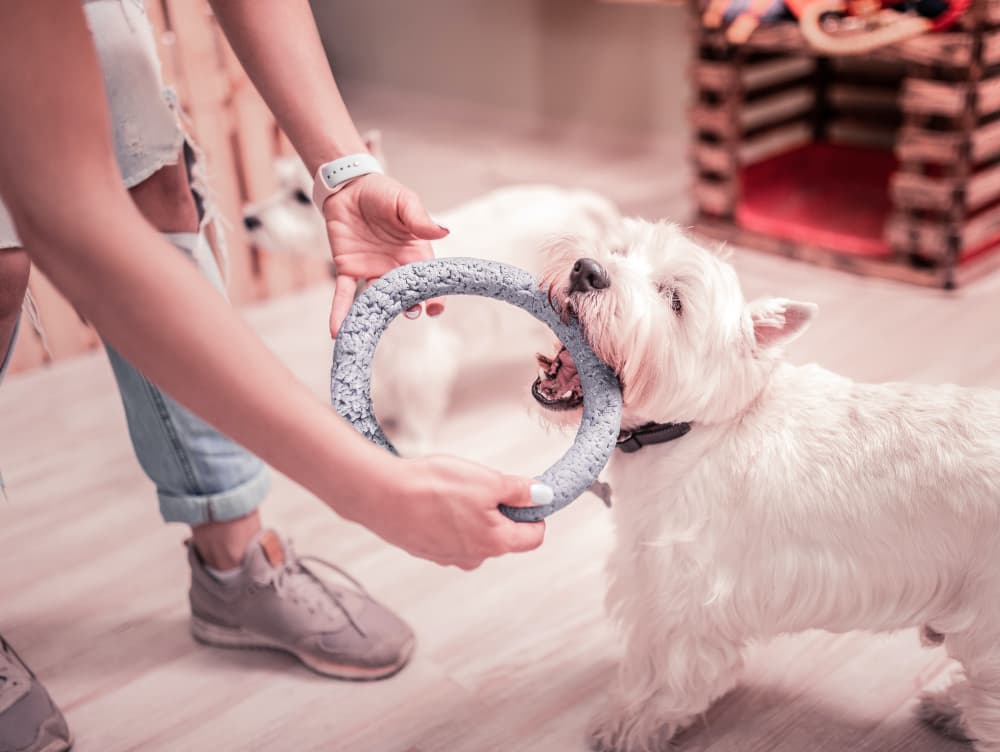 Dog Separation Anxiety Training Tips Great Pet Care Dog Separation Anxiety Training Tips Great Pet Care