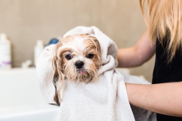6 Dog Skin Conditions You Should Know About | Great Pet Care
