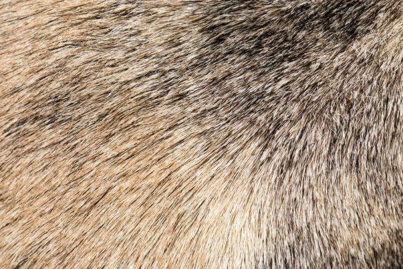 6 Dog Skin Conditions You Should Know About | Great Pet Care